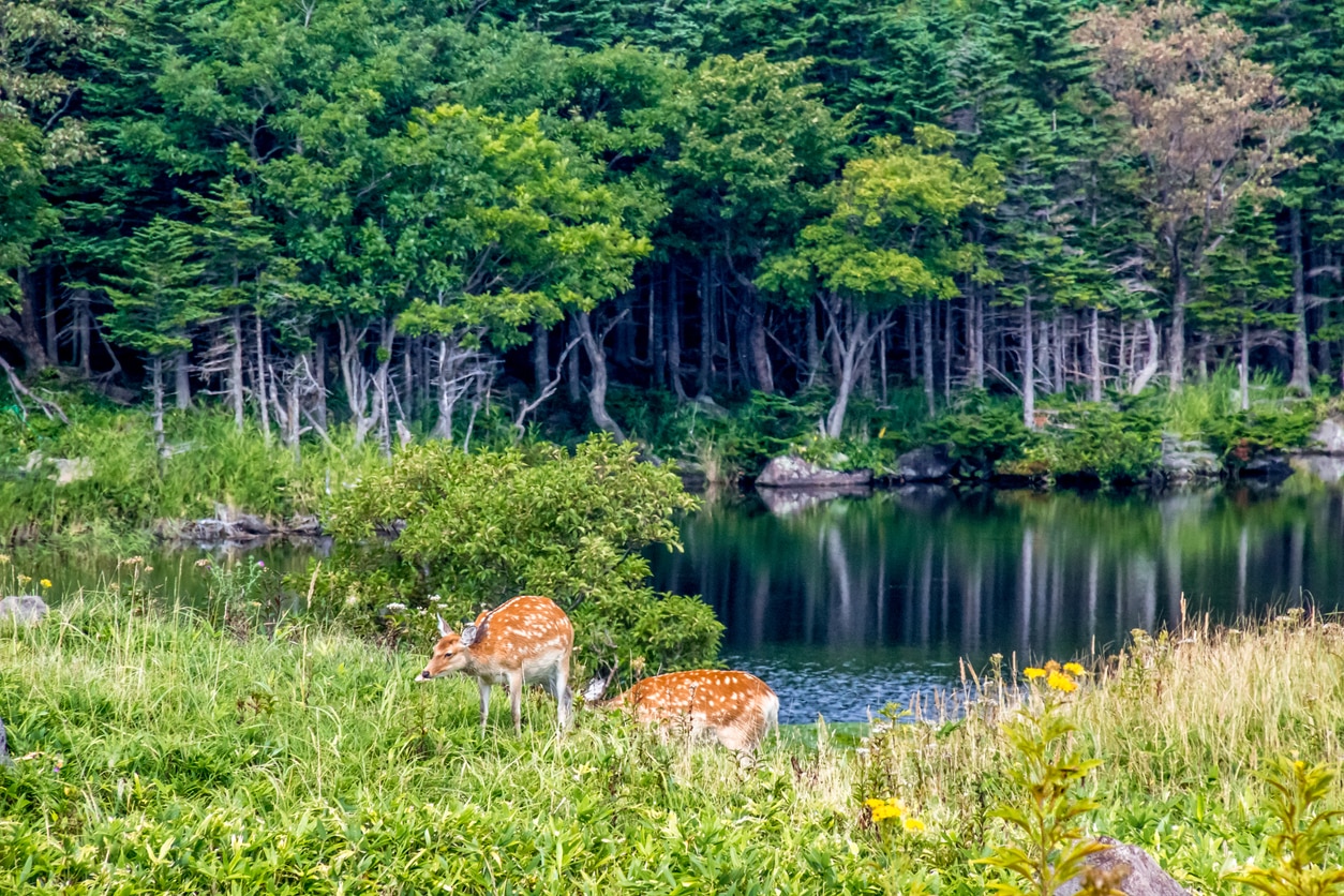 6 Beautiful National Parks to Explore Nature in Japan – skyticket ...