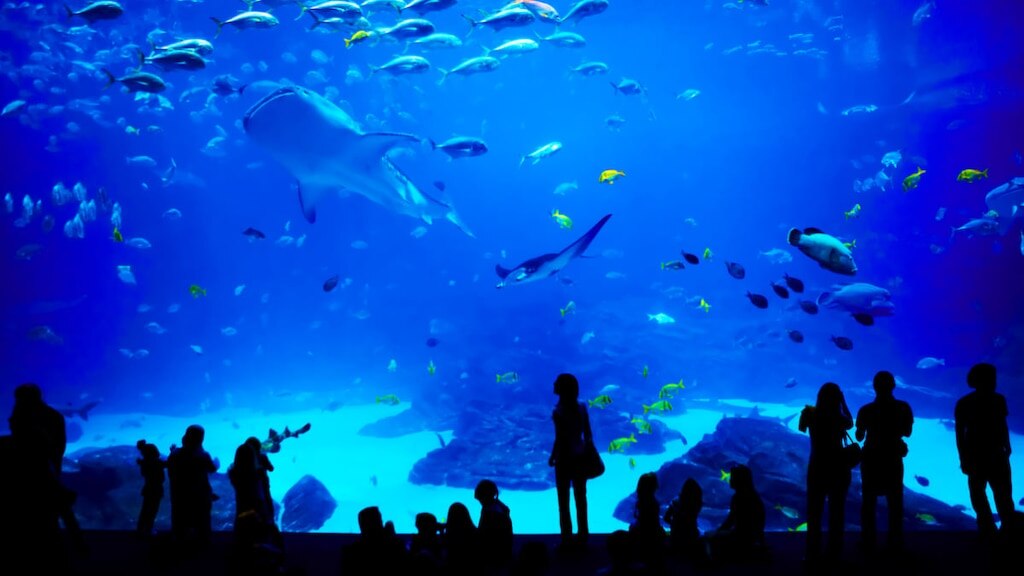 Highlights of the Izumo Aquarium “Shimane Prefectural Lake Shinji ...