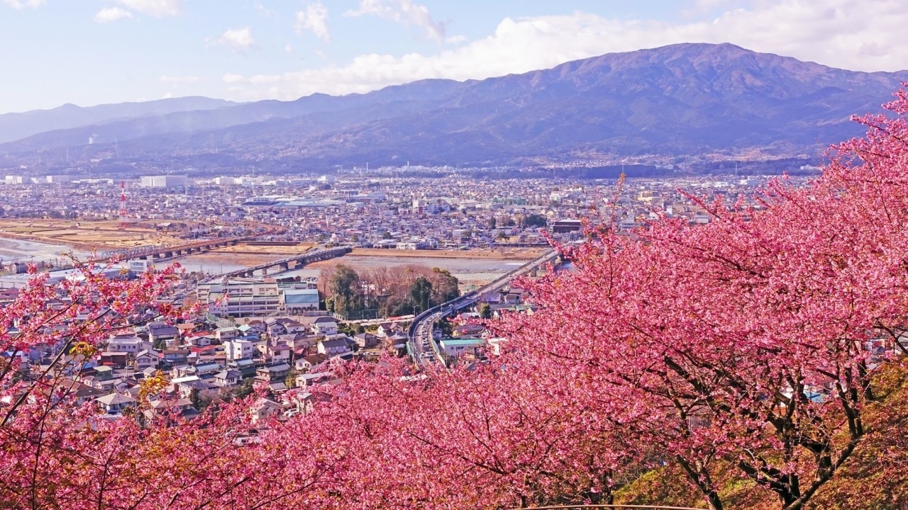 12 Must-See Tourist Spots in Ashigara! Enjoy a Flower Viewing Filled ...