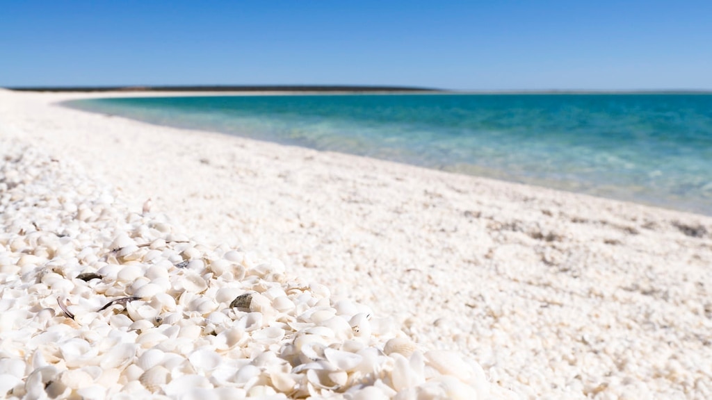 World Heritage Shark Bay | To Shell Beach, Stromatolites, and the ...